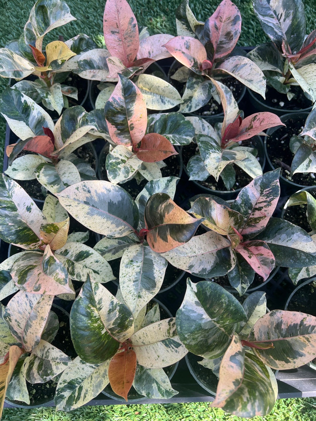 Ficus Shivereana Moonshine, Rubber Tree 4” - Etsy