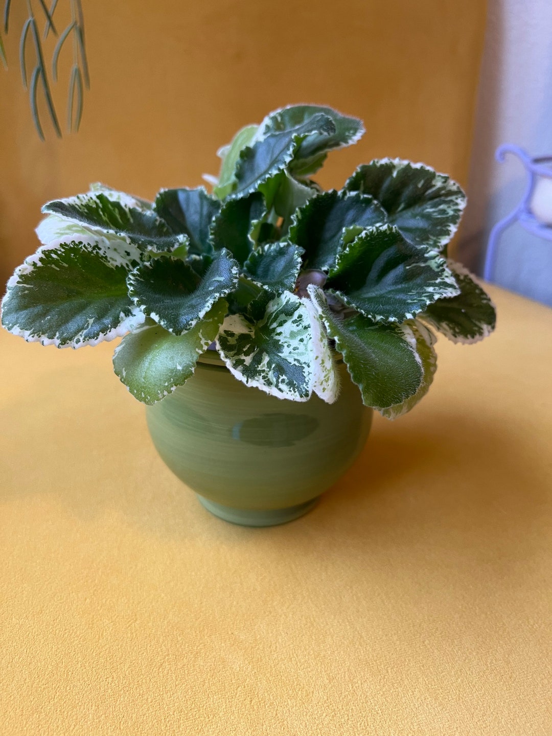 Ceramic Self Watering Planter, Great for African Violets & Begonias, 4 ...