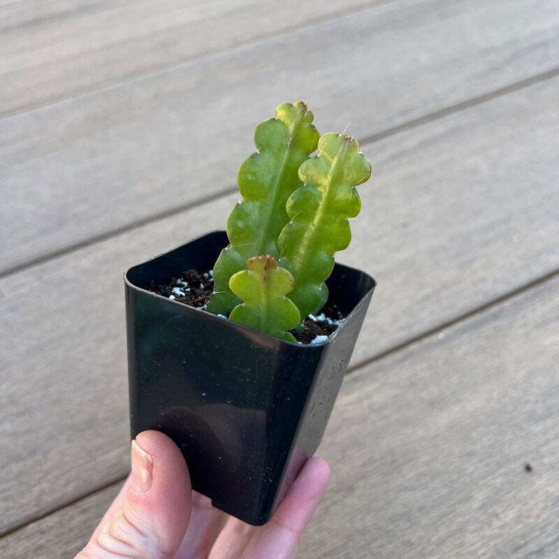 Ric Rac Cactus - Etsy