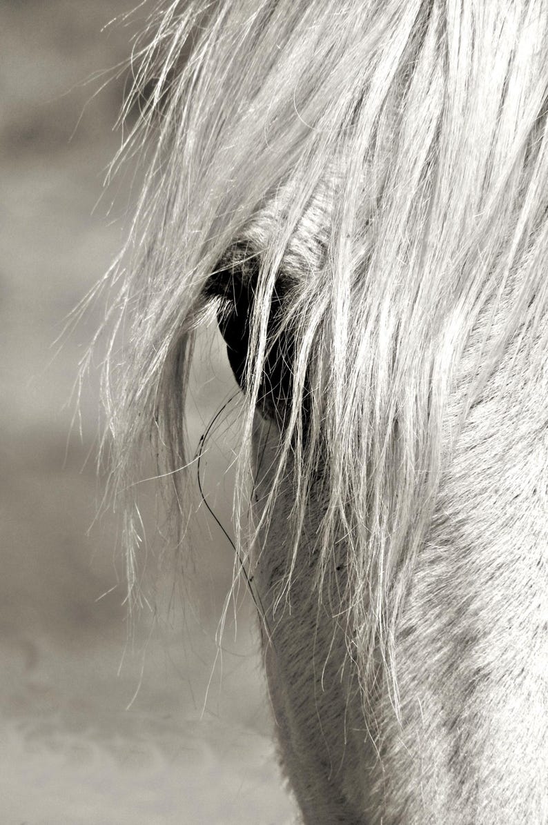 Eye of Fugly, Horse Photography, Fine Art - Etsy