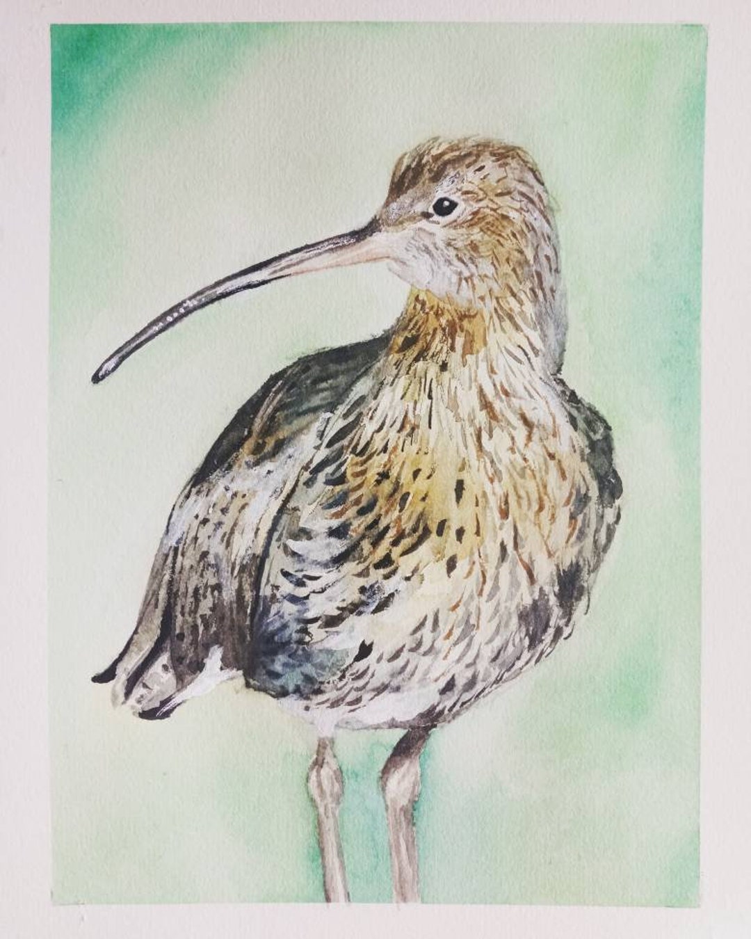 Watercolour Curlew Fine Art Print - Irish Wildlife Series - Etsy