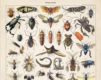 Insect Chart Vintage - Etsy