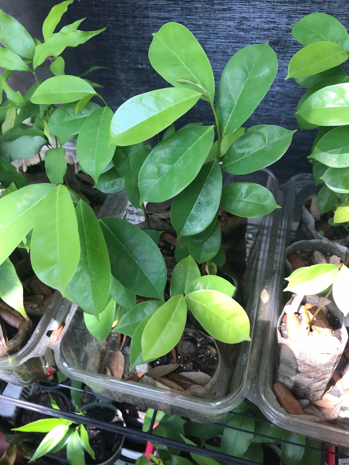 Soursop Graviola Guanabana Guyabano Tree Seedling Live Plant | Etsy