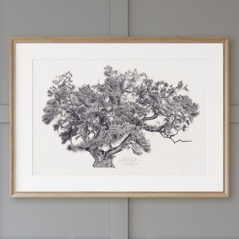 Oak Tree Print - Etsy