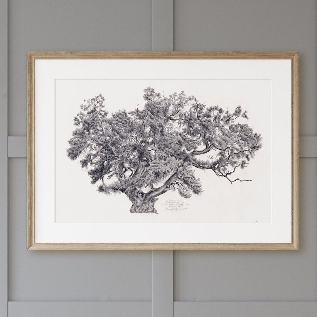 The Ancient Oak Tree Luxury Fine Art Giclée Print Neutral Minimal Wall ...