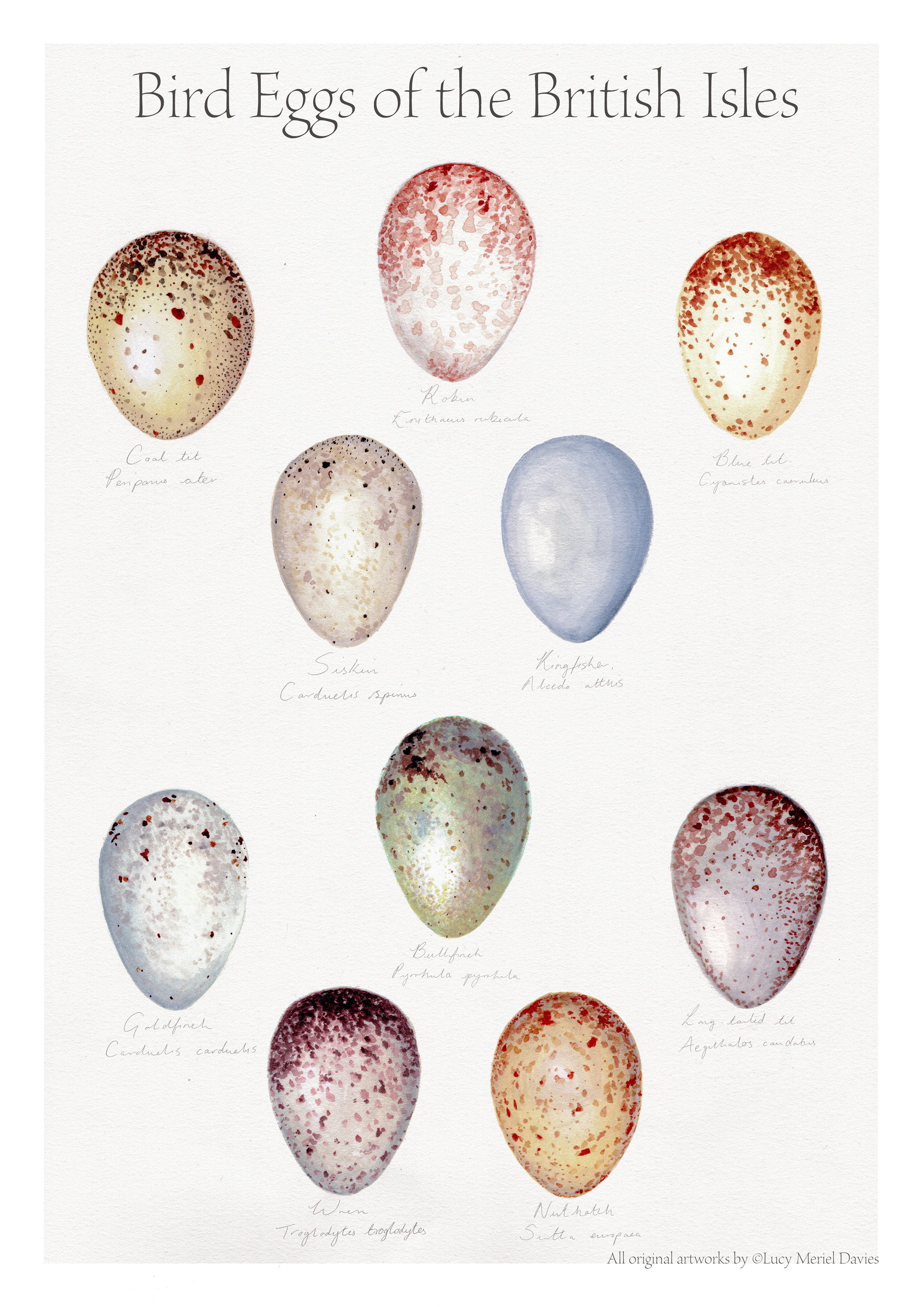 Bird Eggs of the British Isles Giclée Print A4/A3/A2 Egg Identification ...