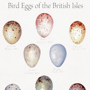 Bird Eggs of the British Isles Giclée Print A4/A3/A2 Egg Identification ...