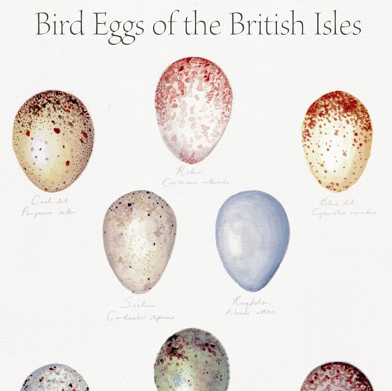 Bird Eggs of the British Isles Giclée Print A4/A3/A2 Egg Identification ...