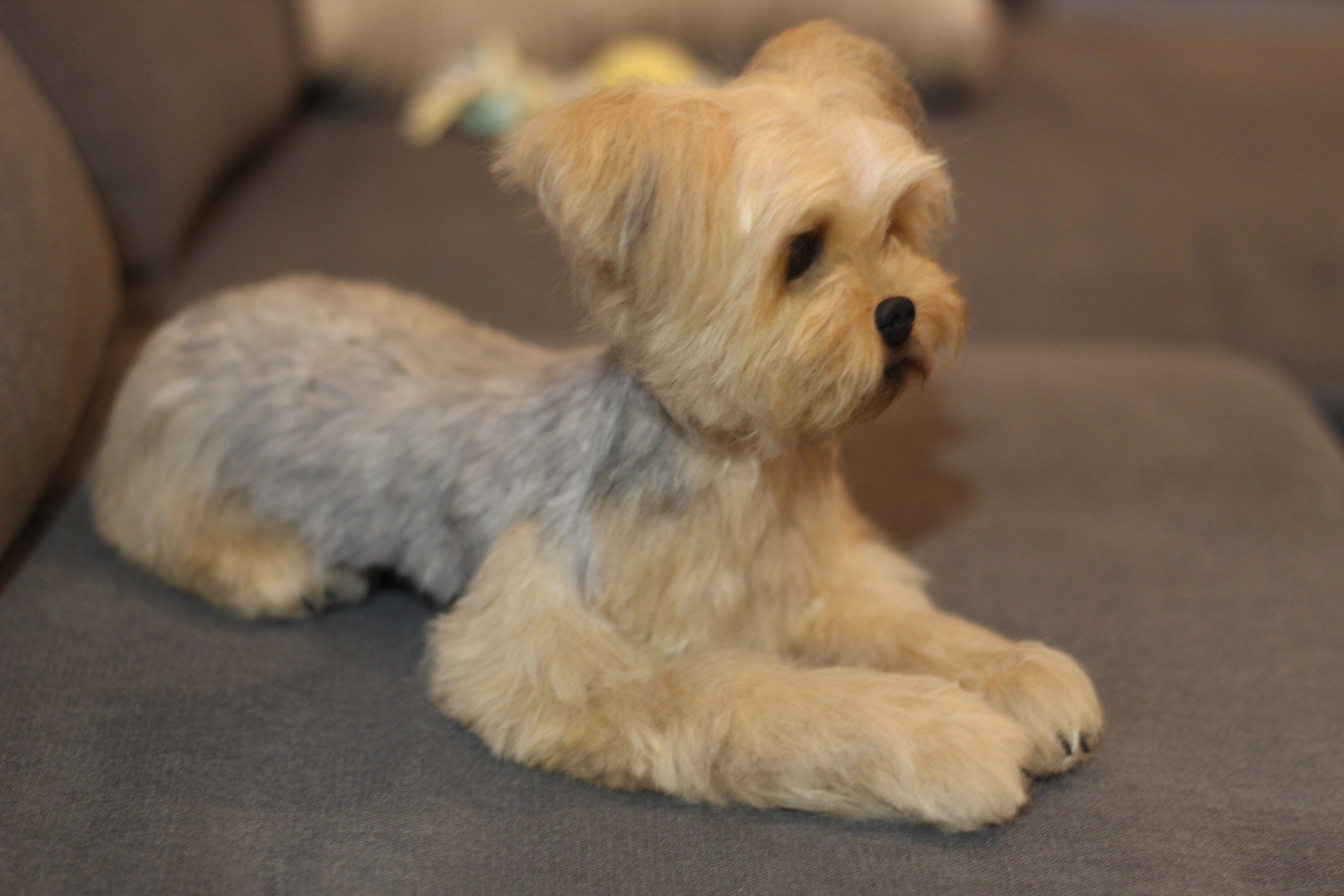 Custom Life Size Dog Replica Needle Felted Dog | Etsy