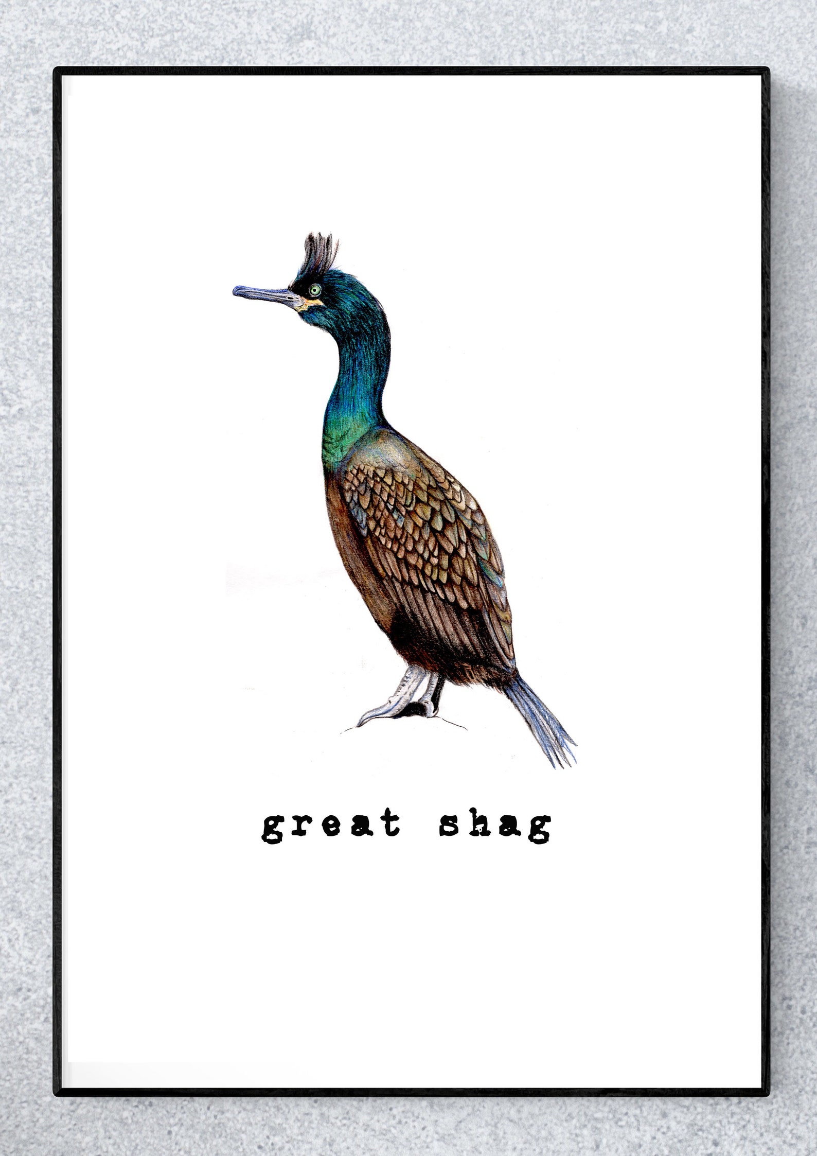 Great Shag Print Illustrated Bird Print Funny Print Funny Wall | Etsy UK