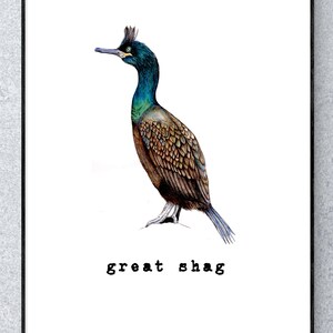 Great Shag Print Illustrated Bird Print Funny Print Funny Wall Art ...