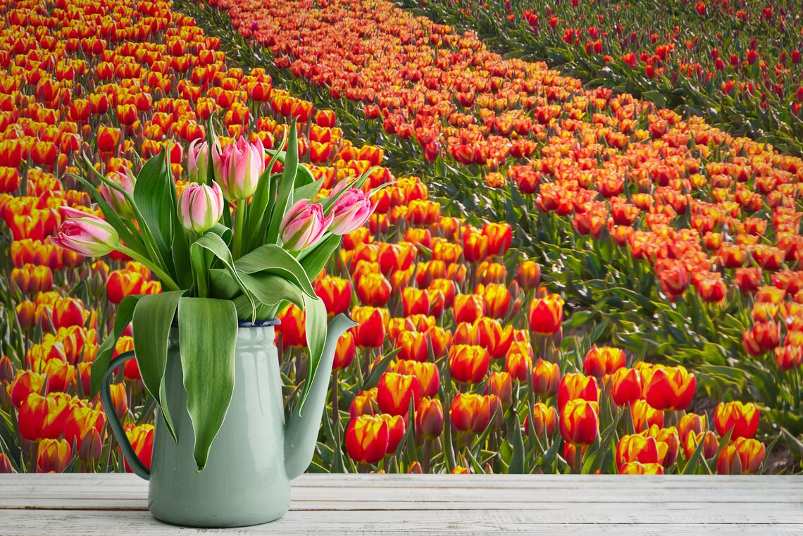 Colorful Tulip Farm Wallpaper || Peel and Stick Floral Wall Mural - Etsy