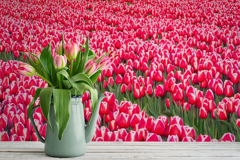 Pink Tulip Farm Wallpaper || Peel and Stick Floral Wall Mural - Etsy