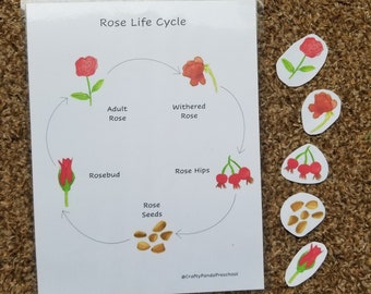 Life Cycle of a Rose Plant Fold and Sequence Craft Activity | Valentine ...