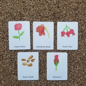 Rose Life Cycle - Valentine's Day - Etsy