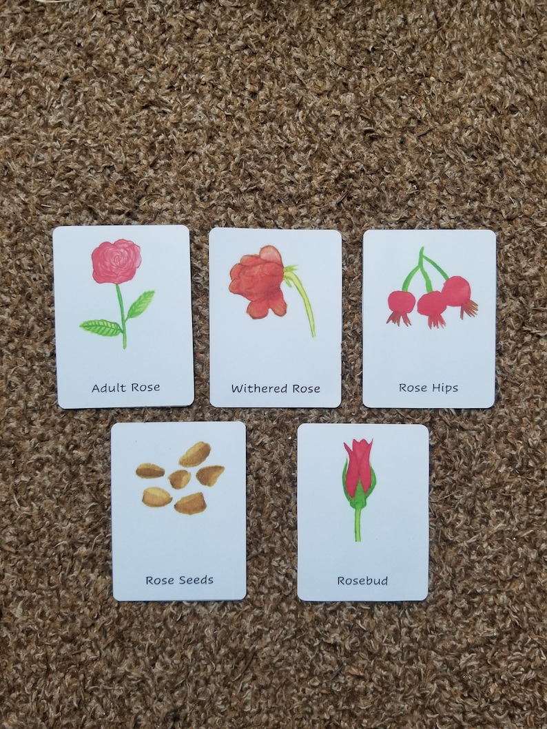 Rose Life Cycle - Valentine's Day - Etsy