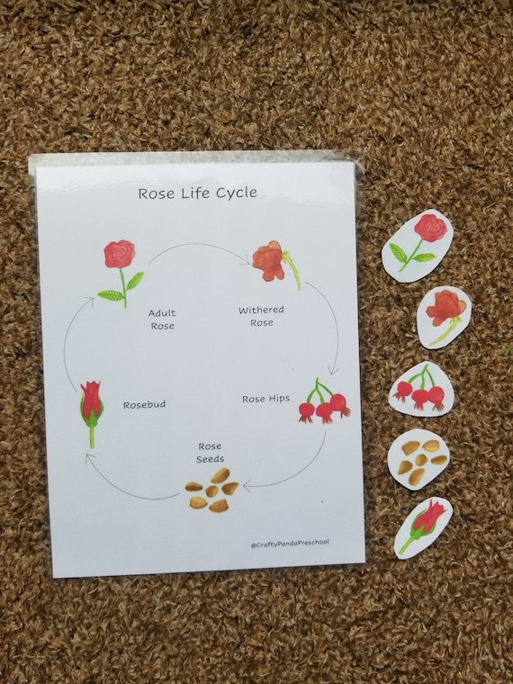 Rose Life Cycle Valentine's Day | Etsy