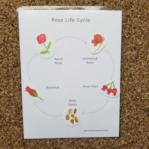 Rose Life Cycle - Valentine's Day - Etsy