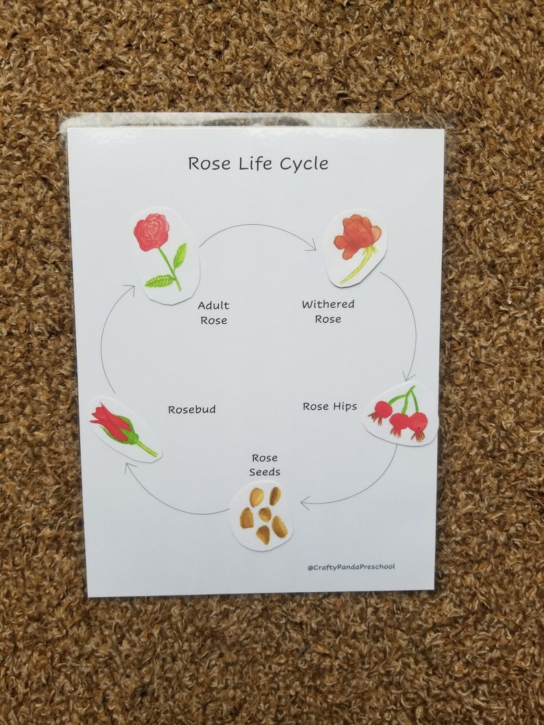 Rose Life Cycle - Valentine's Day - Etsy