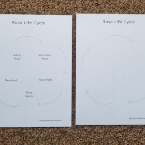 Rose Life Cycle - Valentine's Day - Etsy