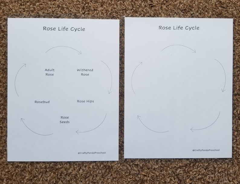 Rose Life Cycle - Valentine's Day - Etsy