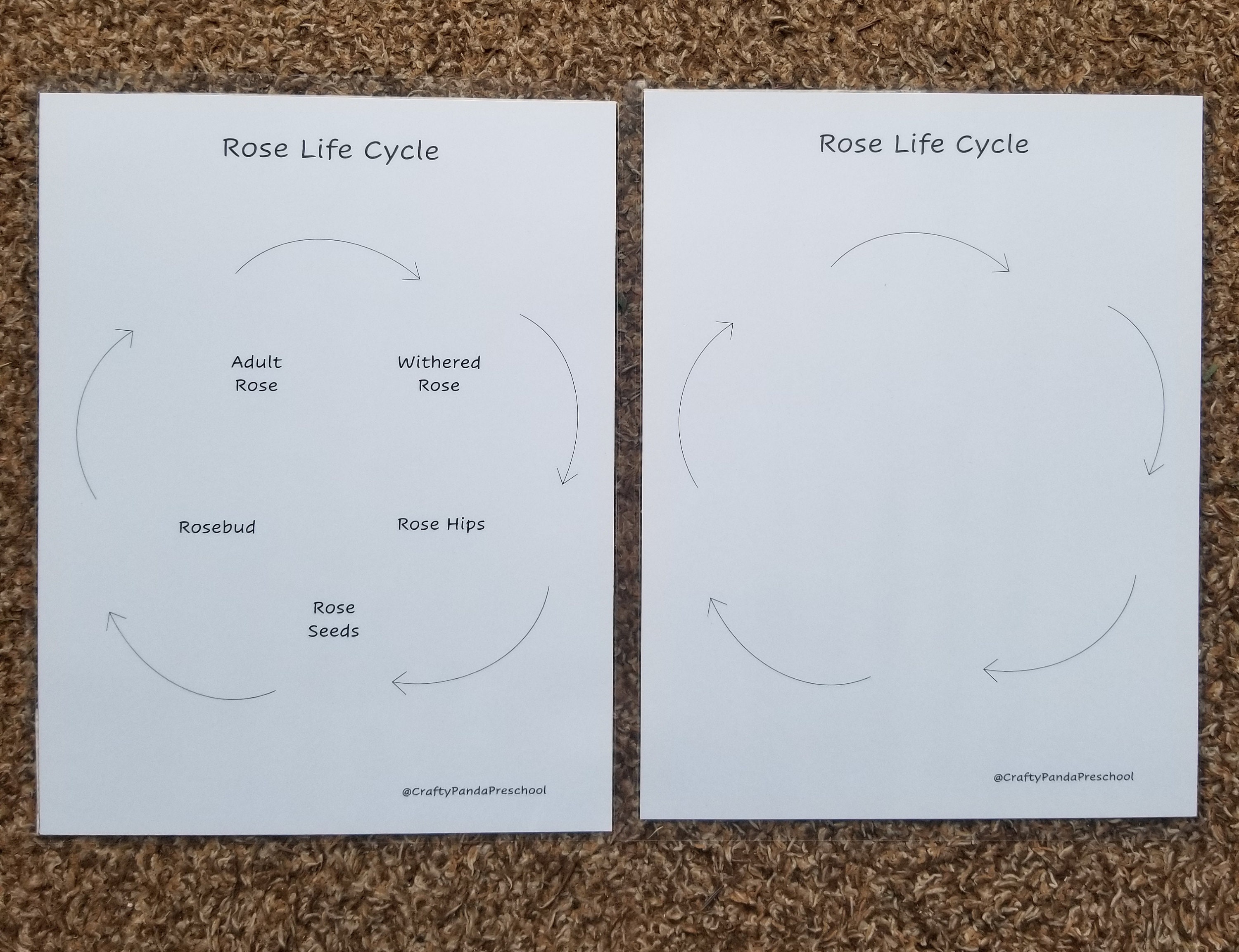 Rose Life Cycle - Valentine's Day - Etsy