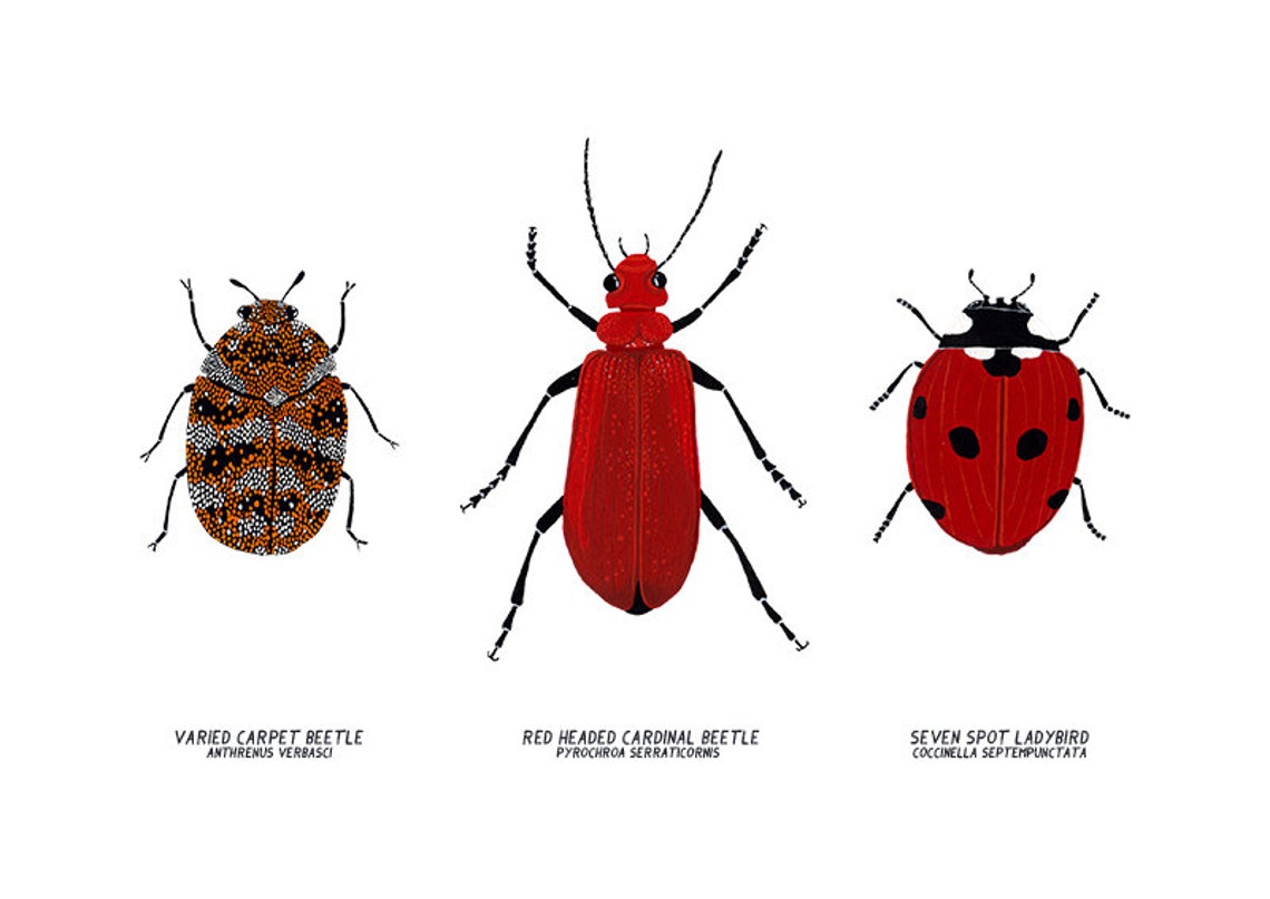 Beetle Print Red Insects A4 Insect Wall Art Natural - Etsy