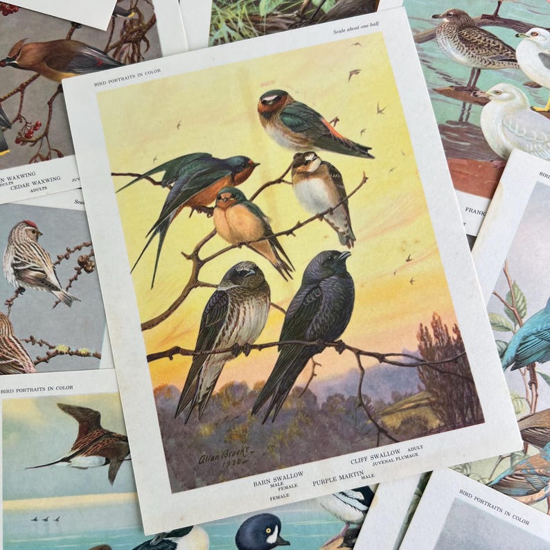 Set of 5 Vintage Bird Portraits in Color From Minnesota Museum of ...