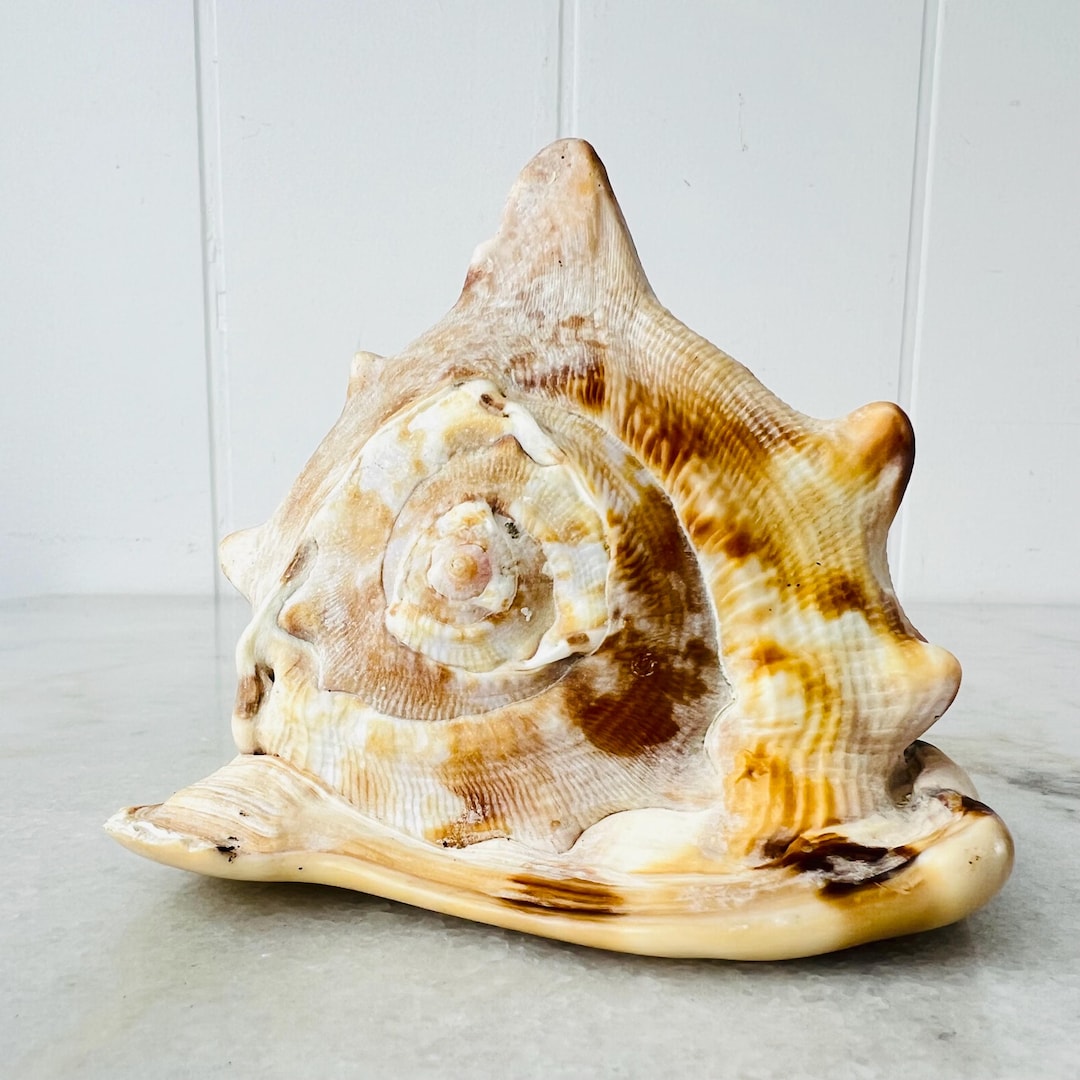 Large King Helmet Seashell, 6" X 4", Natural Snail Seashell, Shell ...