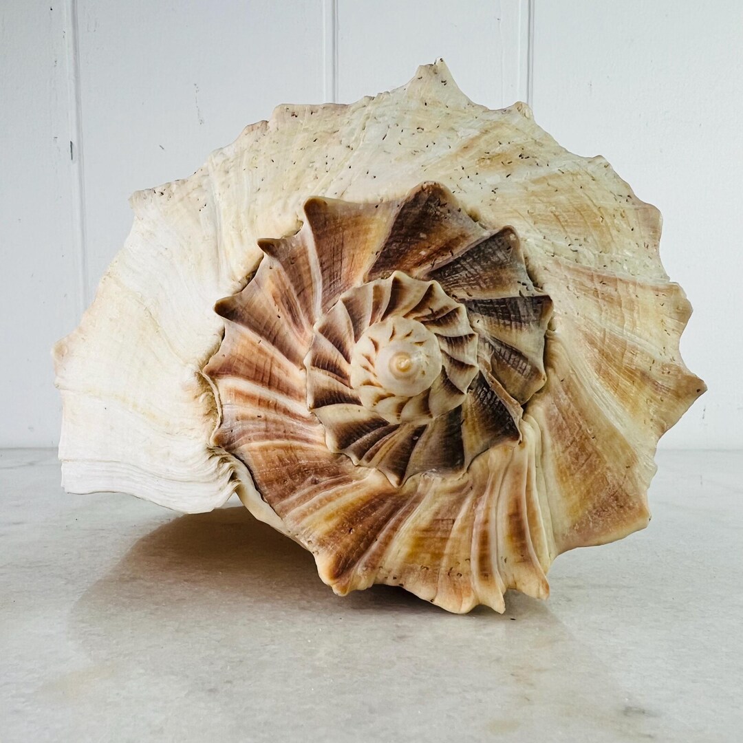 Extra Large Lightning Whelk Striped Seashell, 12 Long, Seashell, Shell ...
