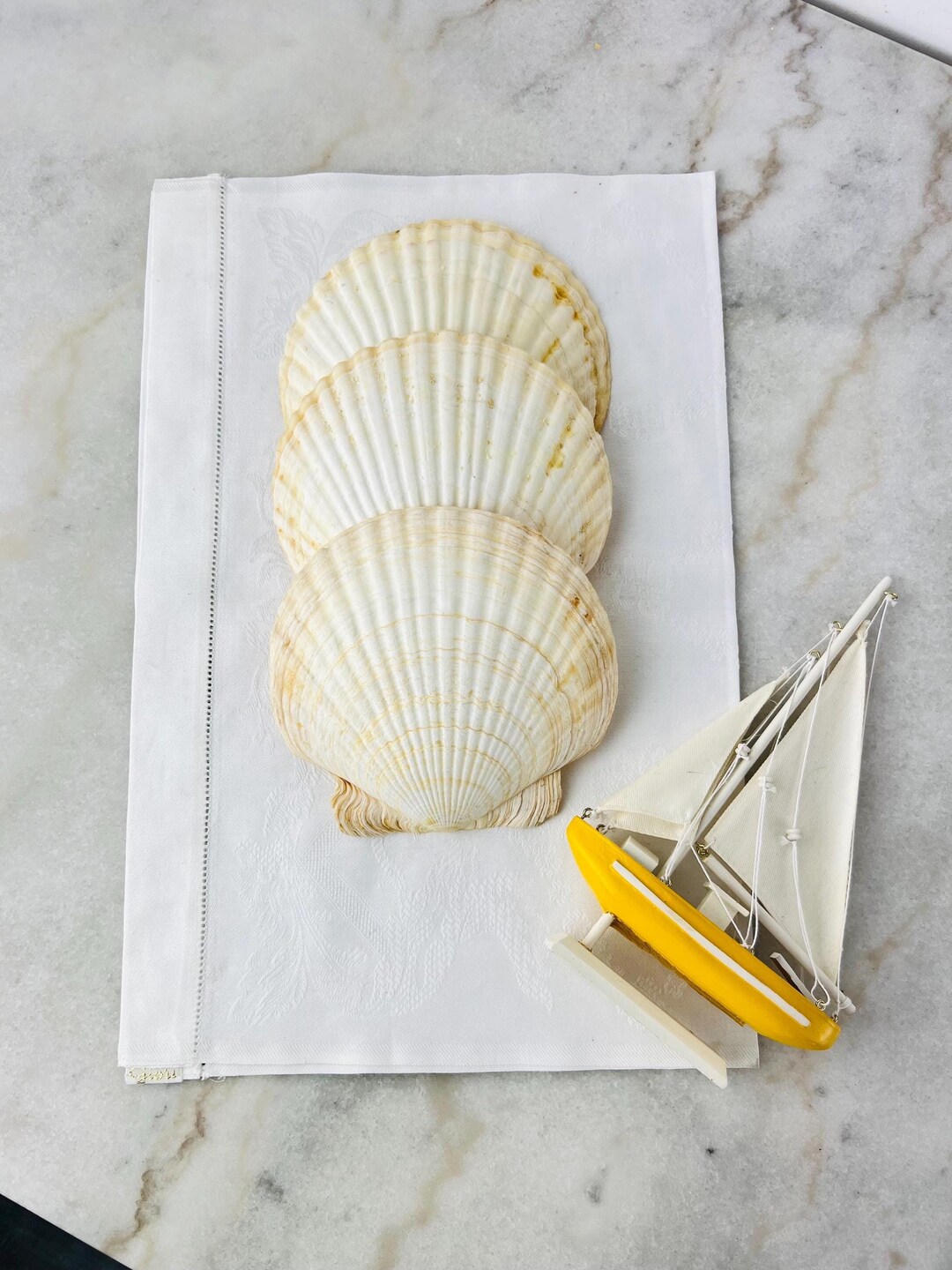 Large White Scallop Shells Set of 3, 6.5'' Natural Sea Shells for DIY ...