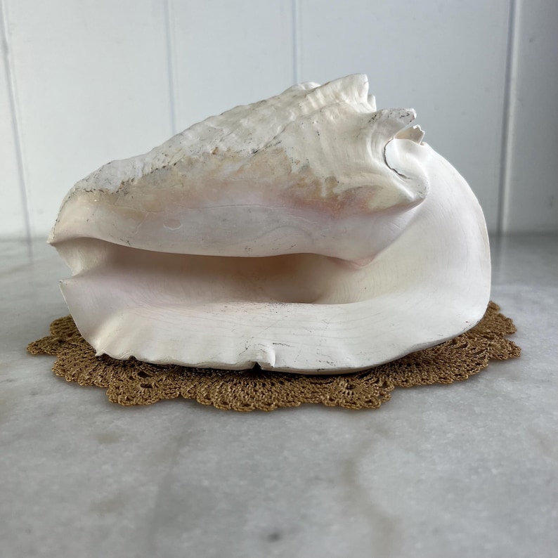 Large Queen Conch Seashell, 9" Long X 7" Wide, Seashell, Shell Decor ...