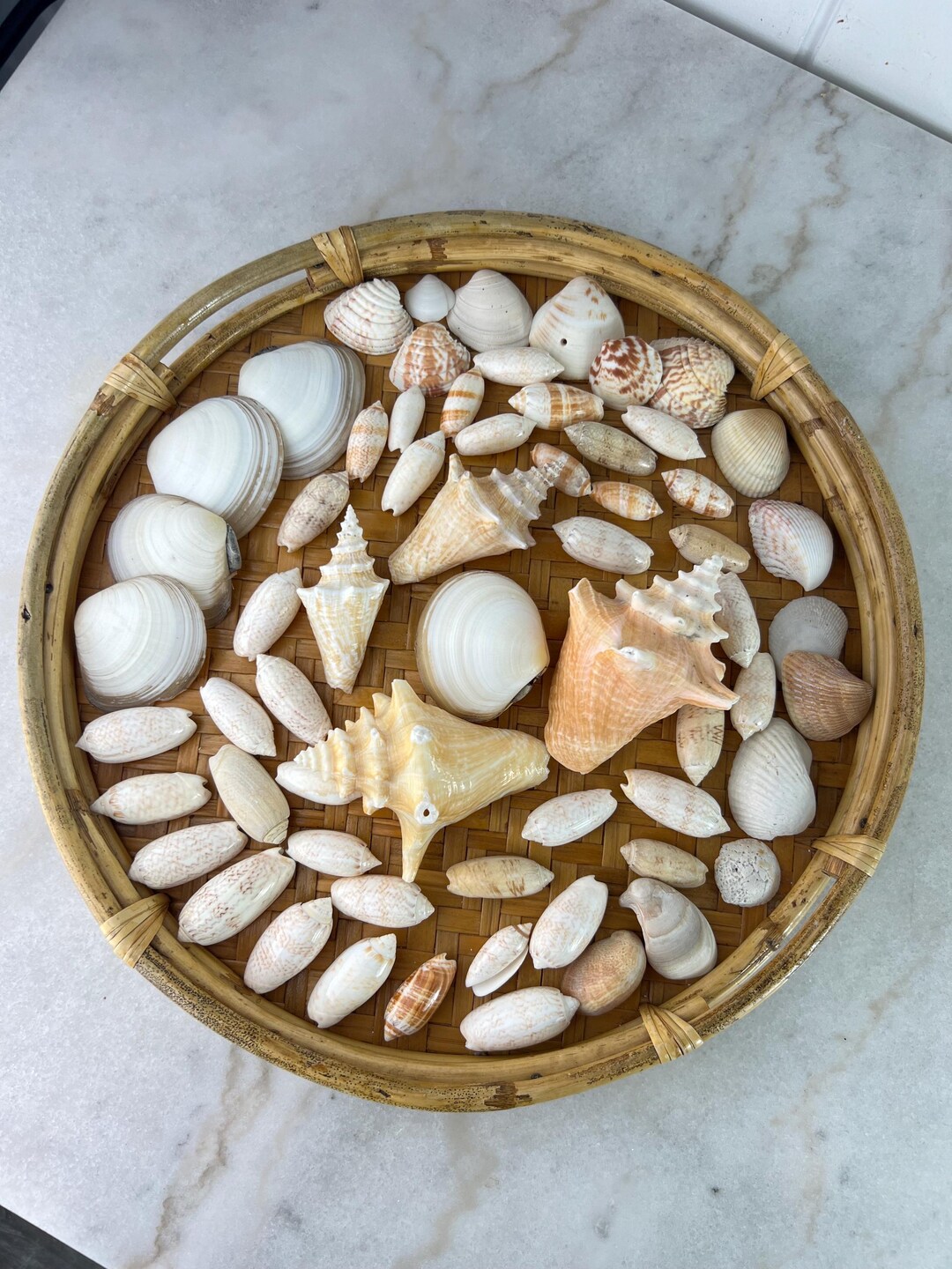 Large Natural and Sea Shell Collection, 63 Pcs, Clams Coral Conch Olive ...