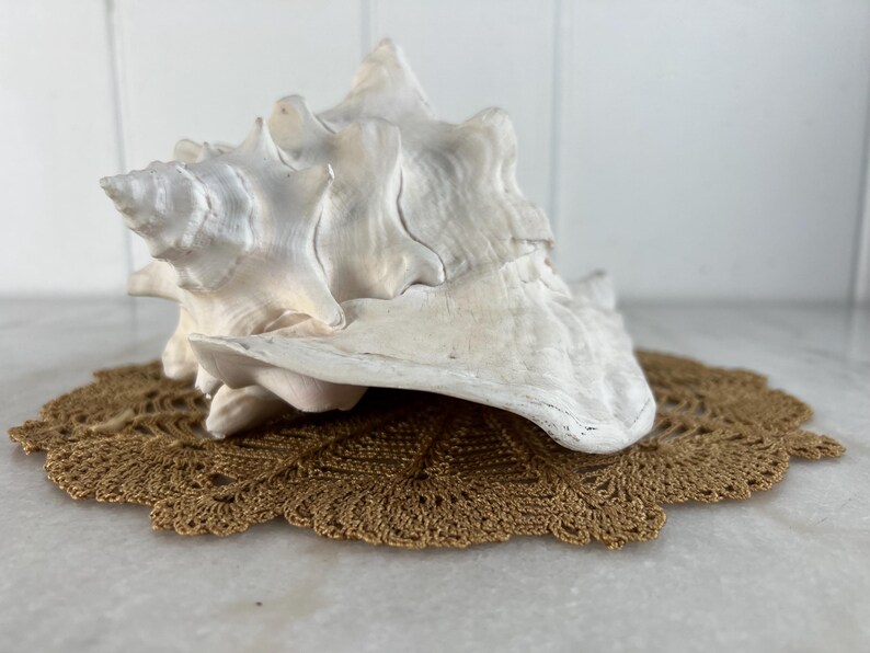 Large Queen Conch Seashell, 9" Long X 7" Wide, Seashell, Shell Decor ...