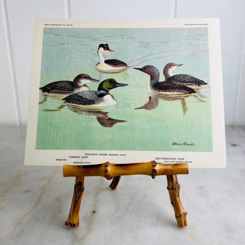 Set of 5 Vintage Bird Portraits in Color From Minnesota Museum of ...