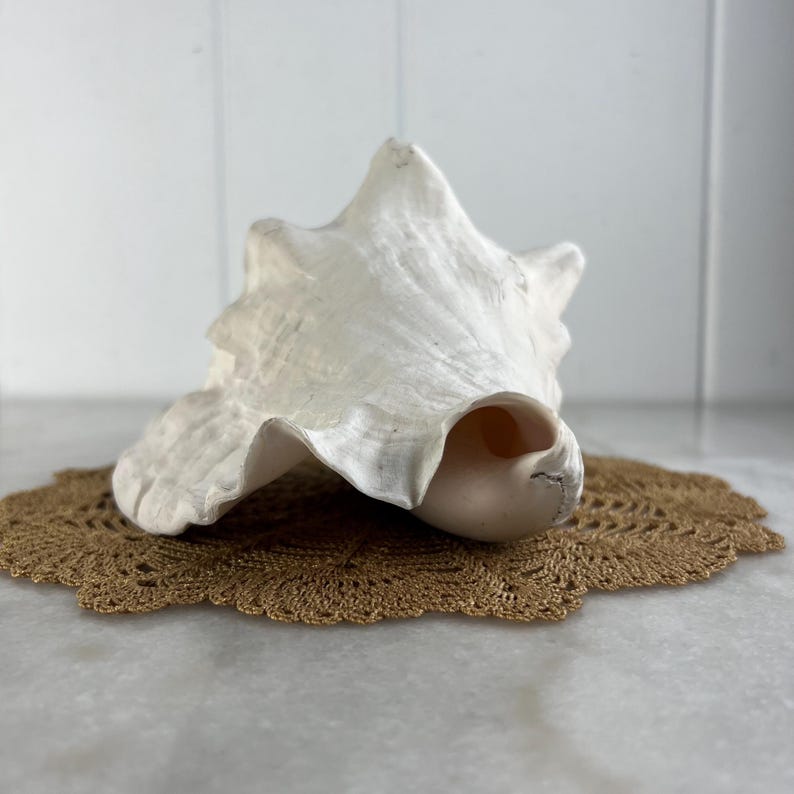 Large Queen Conch Seashell, 9" Long X 7" Wide, Seashell, Shell Decor ...