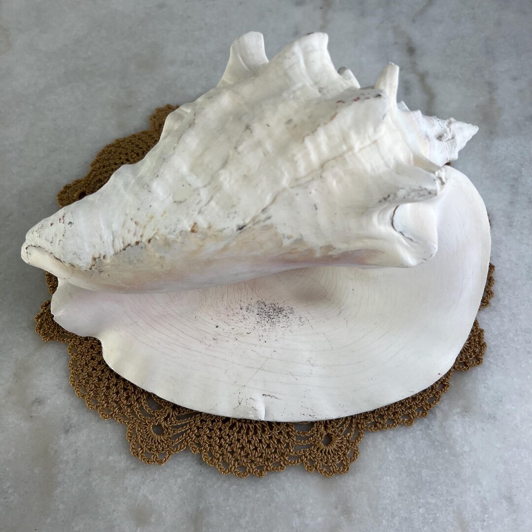 Large Queen Conch Seashell, 9" Long X 7" Wide, Seashell, Shell Decor ...