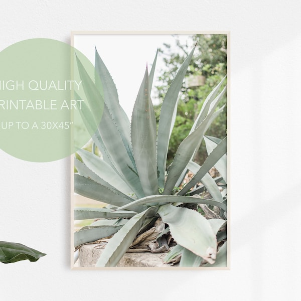 Agave - Etsy