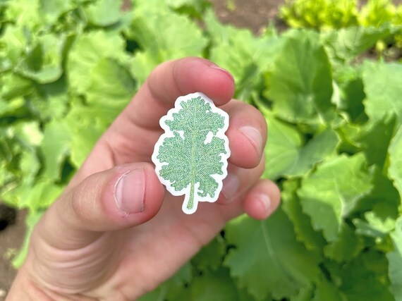 Single Kale Leaf