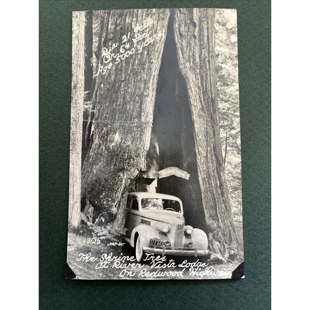 The Shrine Tree Photo Postcard Car in Tree Myers on the Redwood Highway ...