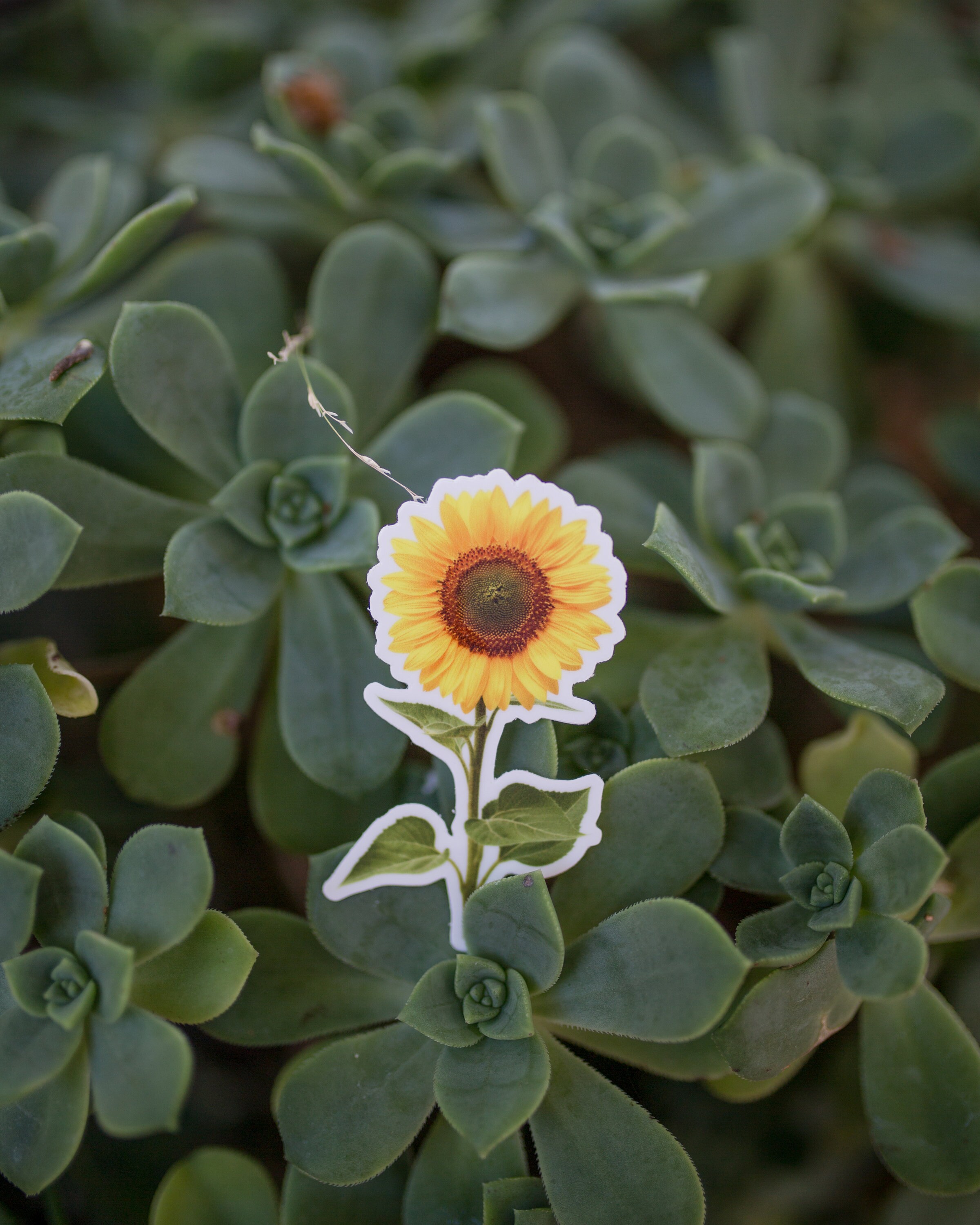 Sunflower Sticker Yellow Vinyl Sun Flower Sticker Sticker - Etsy