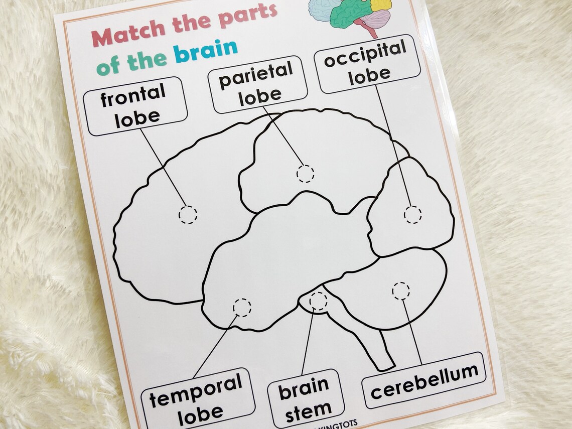 Brain Anatomy Matching Activity Printable, Parts of the Human Brain ...
