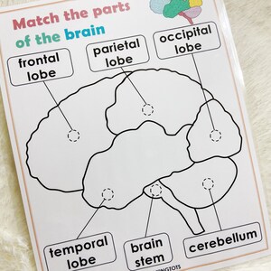 Brain Anatomy Matching Activity Printable, Parts of the Human Brain ...