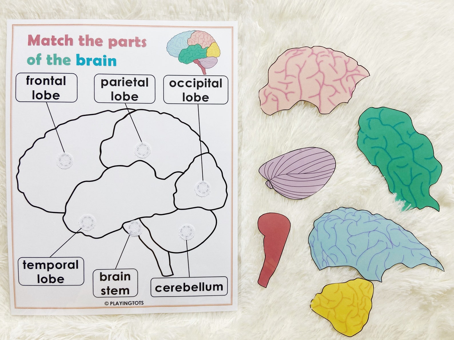 Brain Anatomy Matching Activity Printable Parts of the Human - Etsy ...