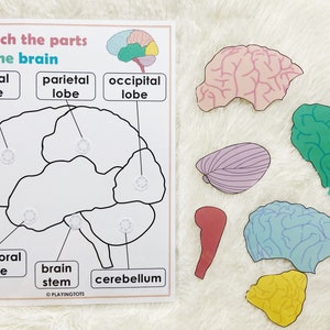 Brain Anatomy Matching Activity Printable, Parts of the Human Brain ...