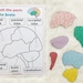 Brain Anatomy Matching Activity Printable, Parts of the Human Brain ...