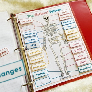 The Skeletal System Activity Printable, Human Anatomy Activity ...