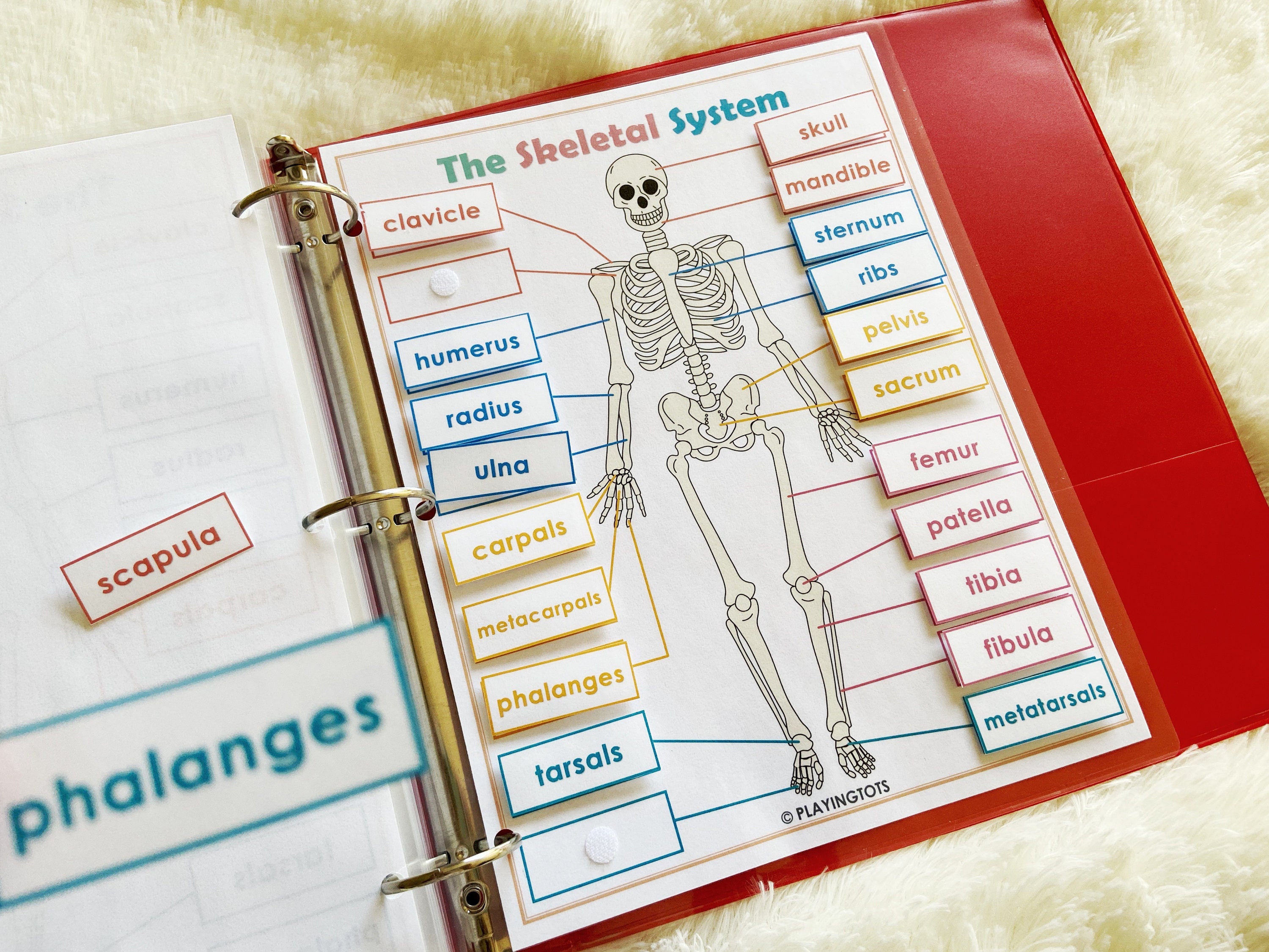 The Skeletal System Activity Printable, Human Anatomy Activity ...