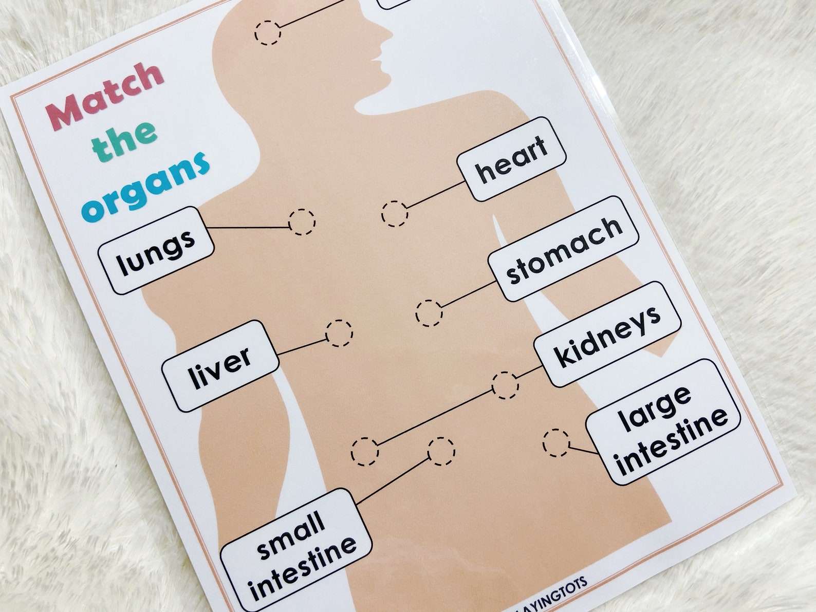 Body Organs Matching Activity Printable for Kids Human | Etsy