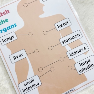 Body Organs Matching Activity Printable for Kids, Human Anatomy ...